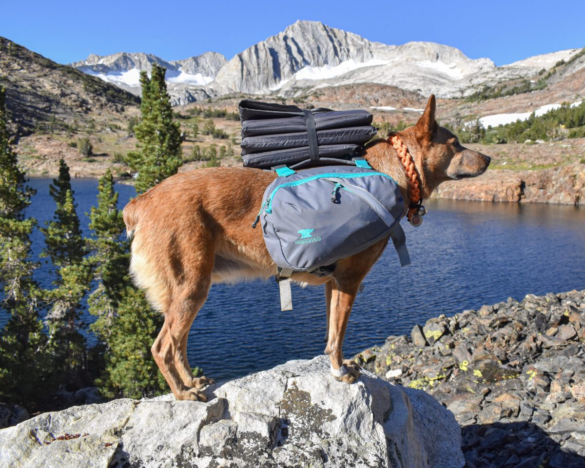 5 Best Dog Backpacks for Your Outdoor Adventures